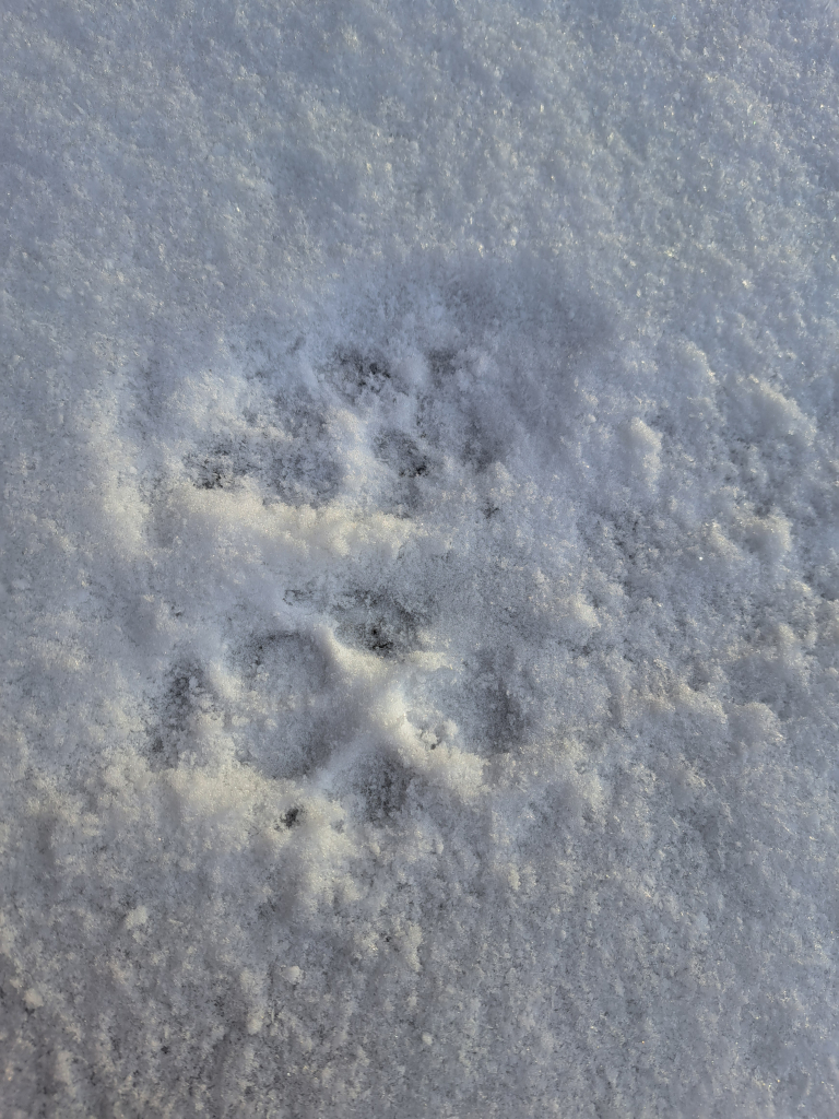 Meine Spuren im Schnee ... - Toffee-Blog